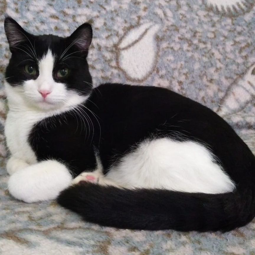 Молодой котик в добрые руки