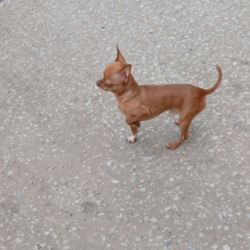 Мини той-терьер вязка