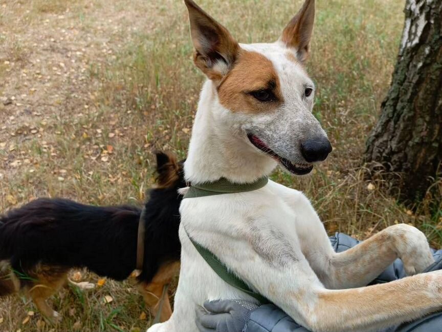 Спасите Кевина из приюта