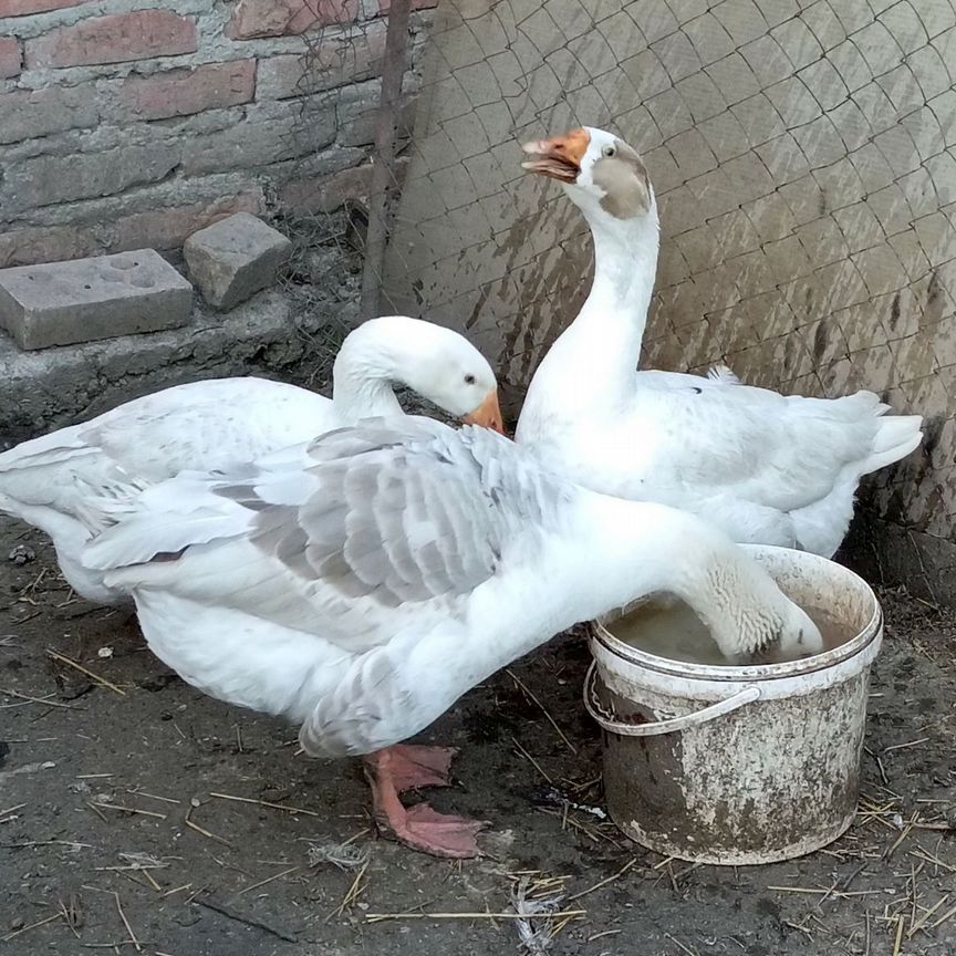 Гуси