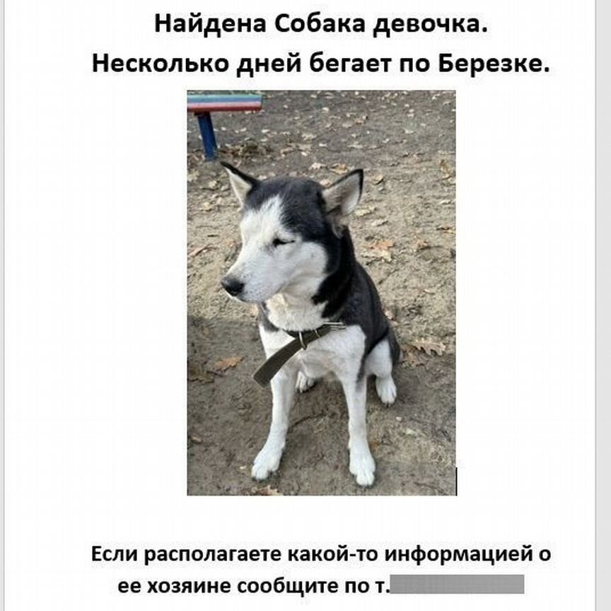 Хаски. Найдена собака