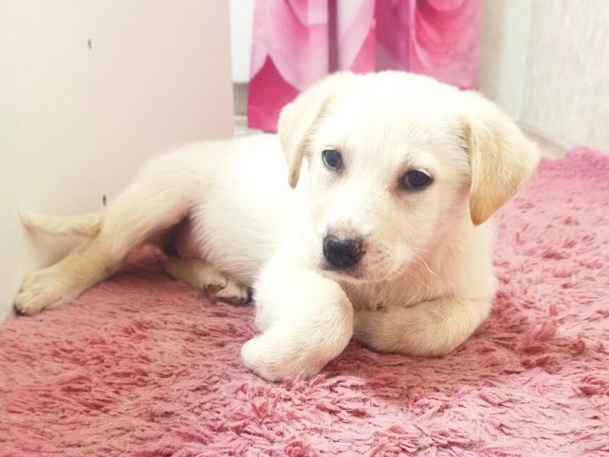 Щенок лапочка хочет найти дом