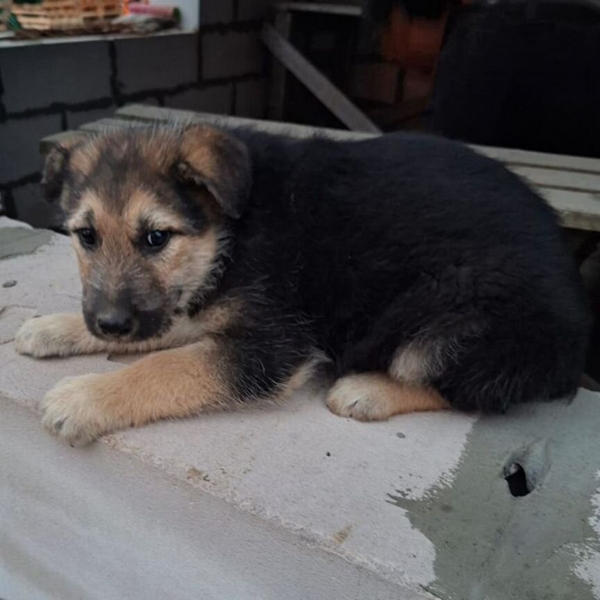 Щенок в добрые руки