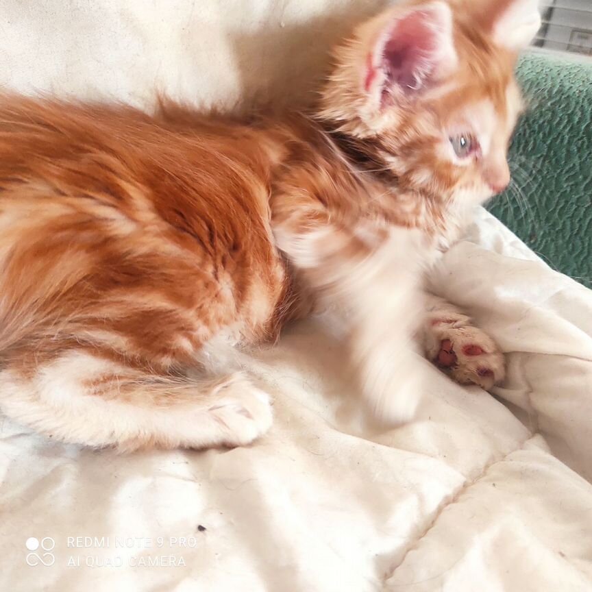 Мейн-кун котёнок