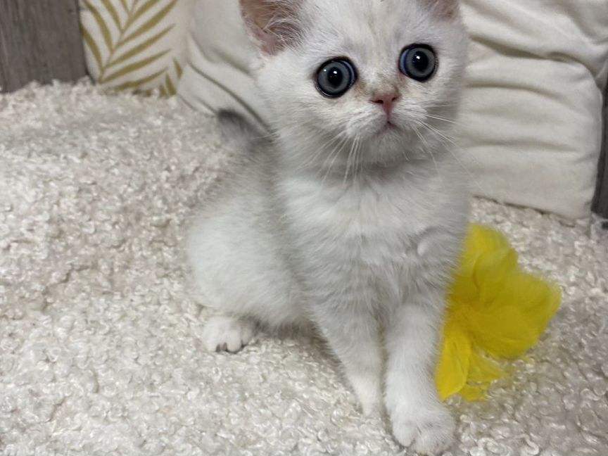 Шотландский котик