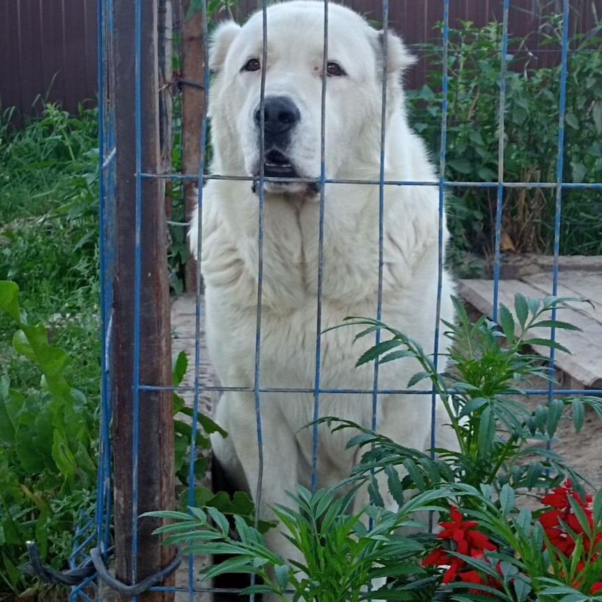 Вязка кобель сао