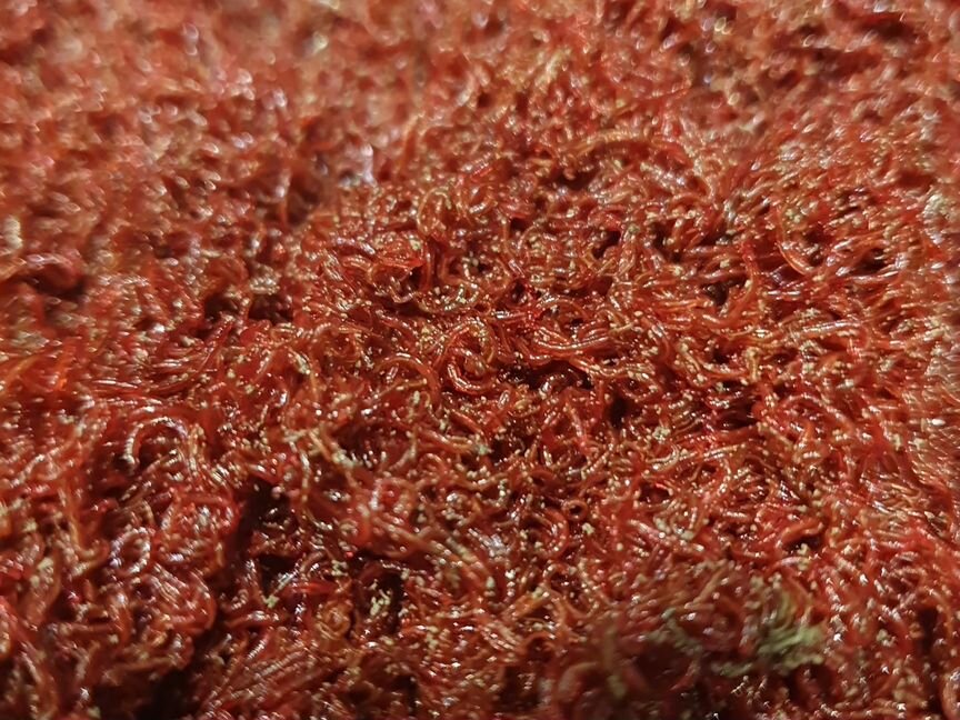 Мотыль насадочный и кормовой