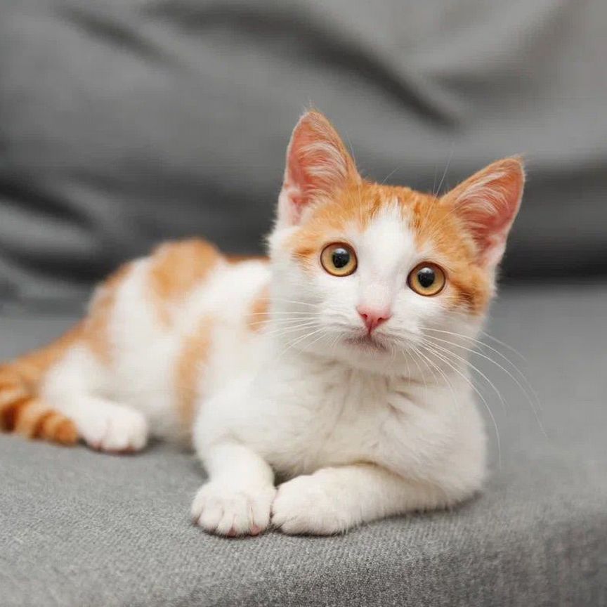 Котенок мальчик ищет дом