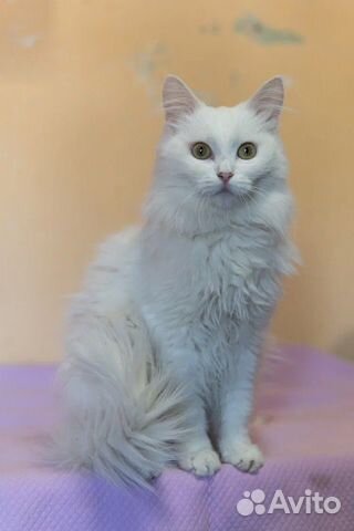 Ангорская кошка в добрые руки