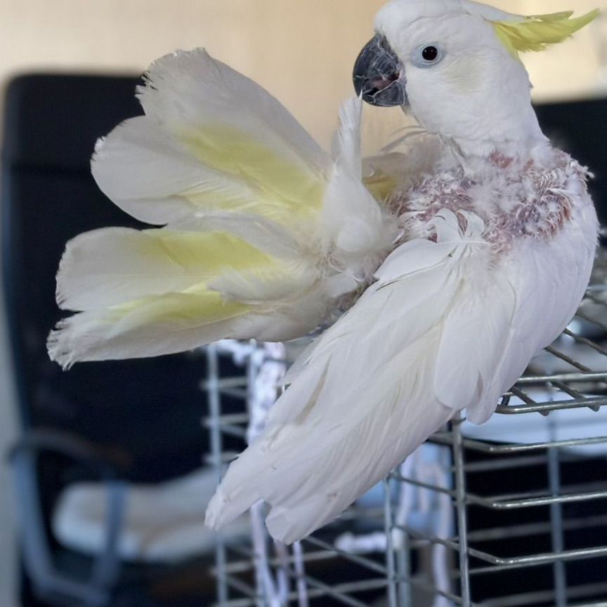 Попугай какаду