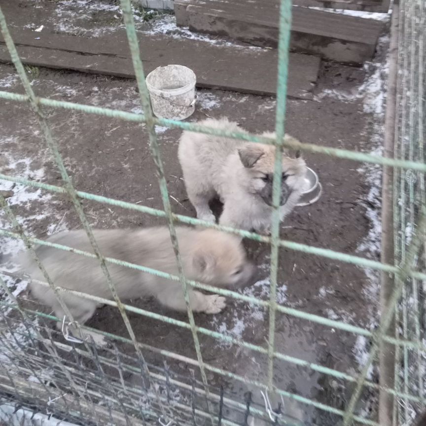 Щенки мальчики от вео