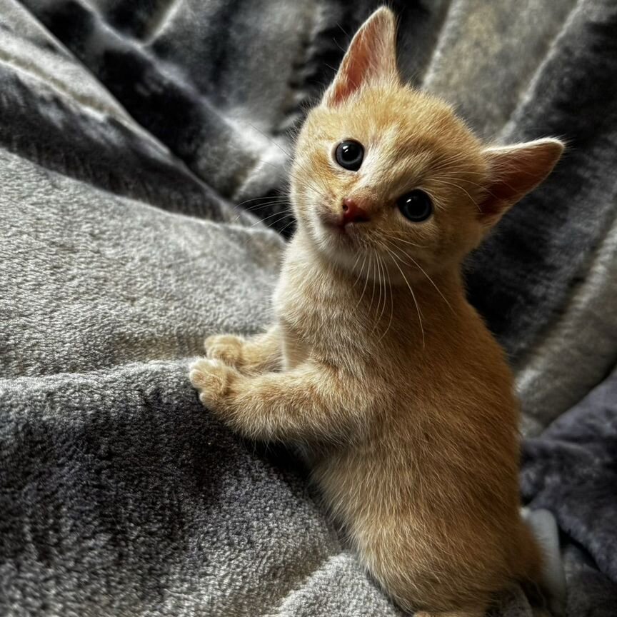 Продам британских котят