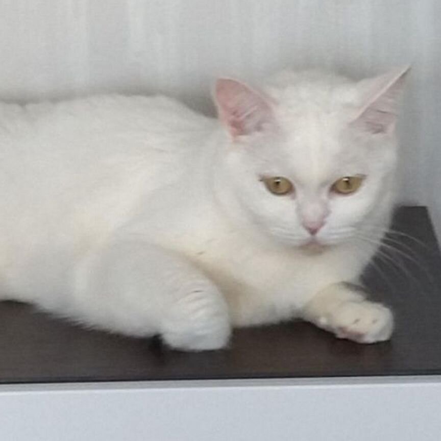 Взрослая, Девочка кошка в добрые руки