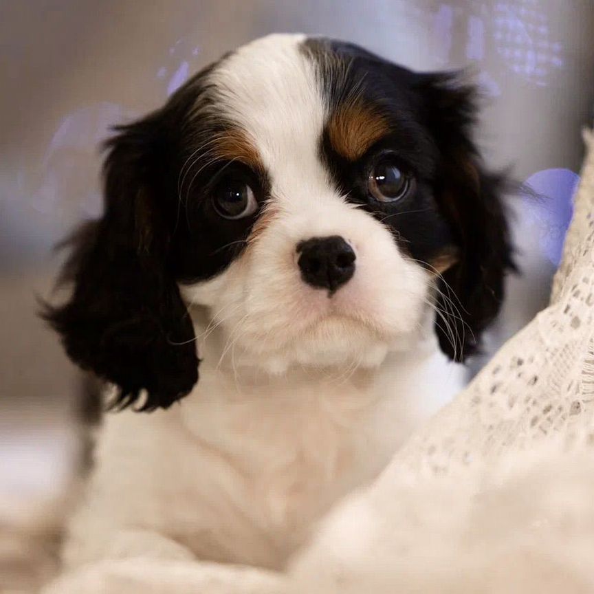 Кавалер кинг-чарльз-спаниель, щенок