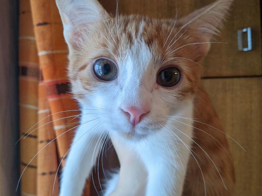 Котëнок в добрые руки SOS