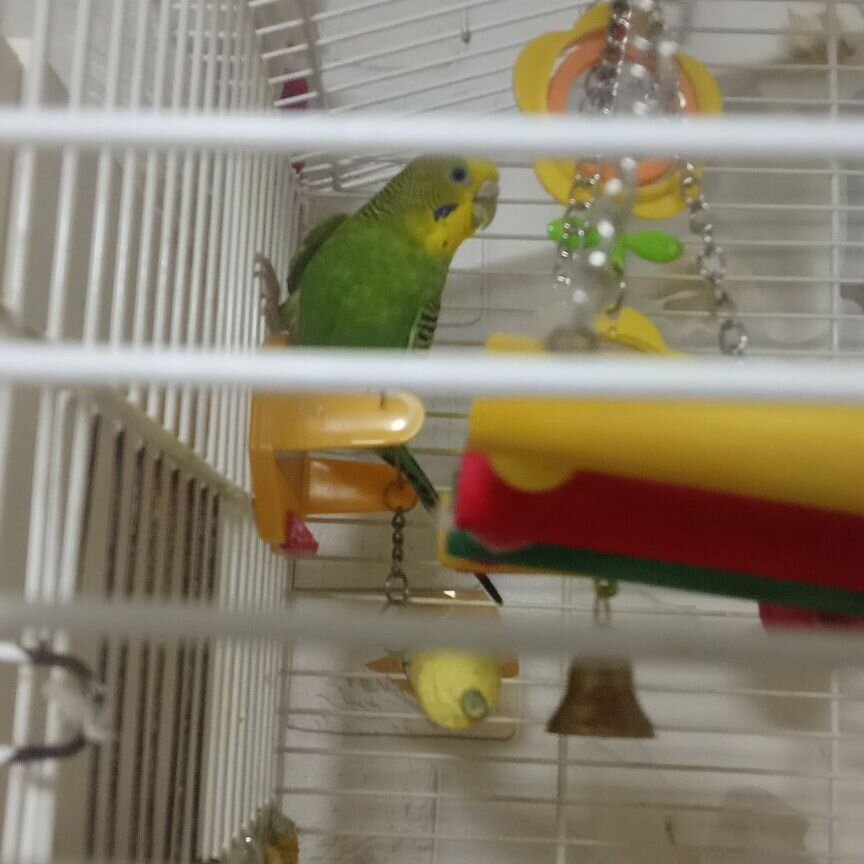 Волнистый попугай