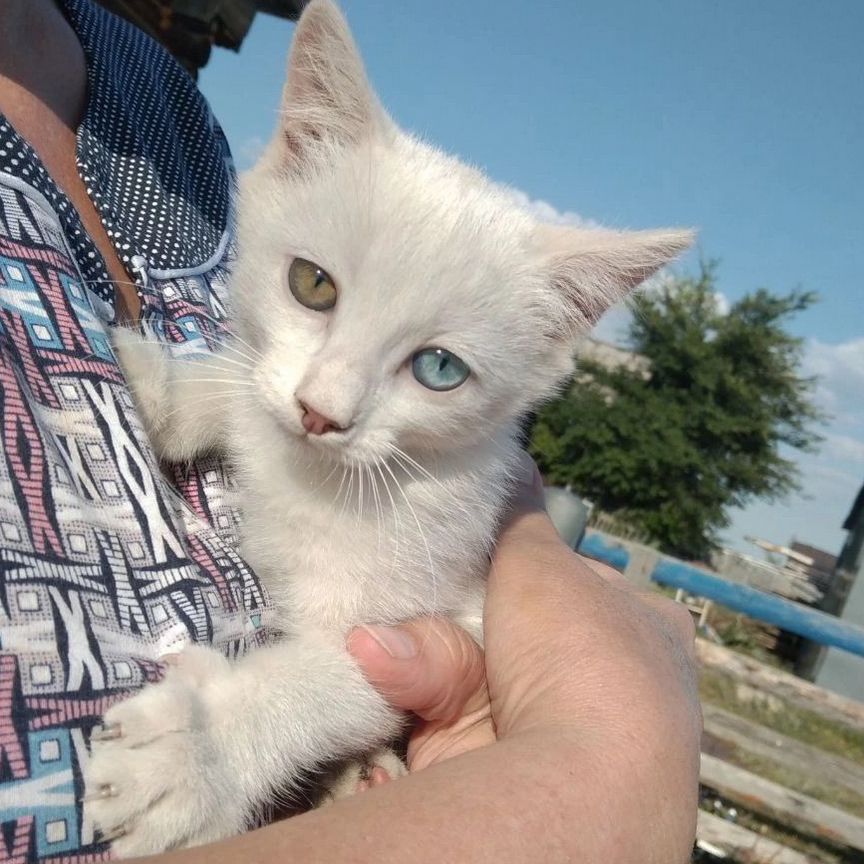 Котята