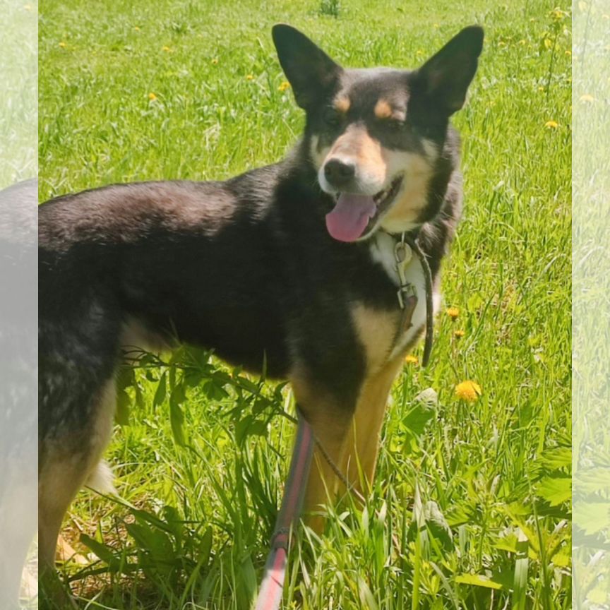 Взрослый пёс в добрые руки