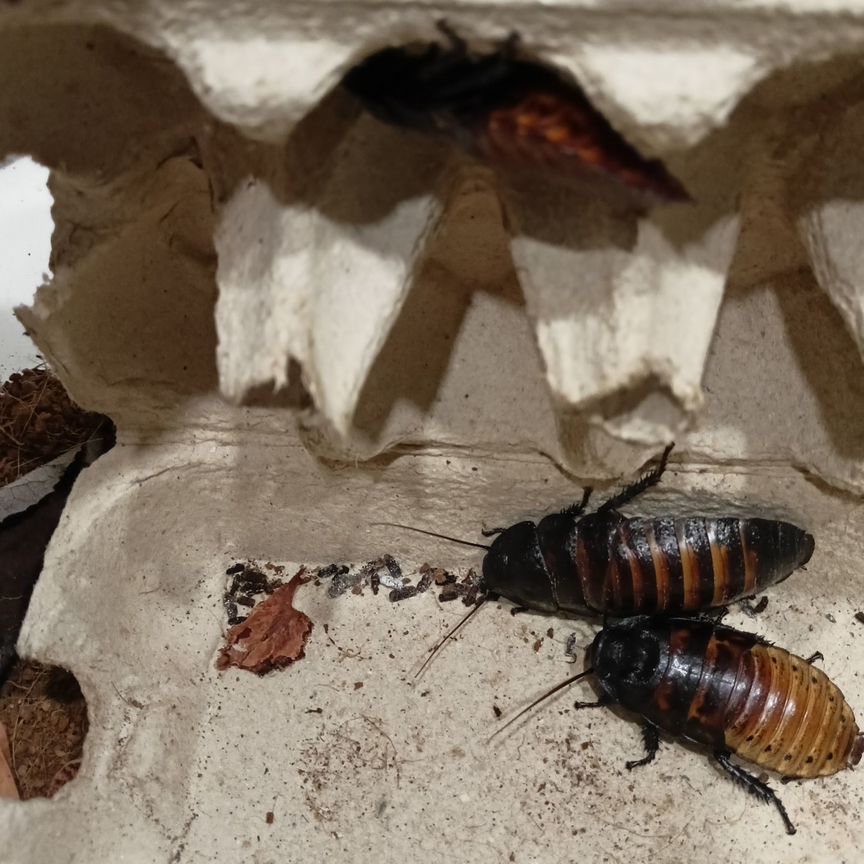 Мадагаскарский шипящий таракан