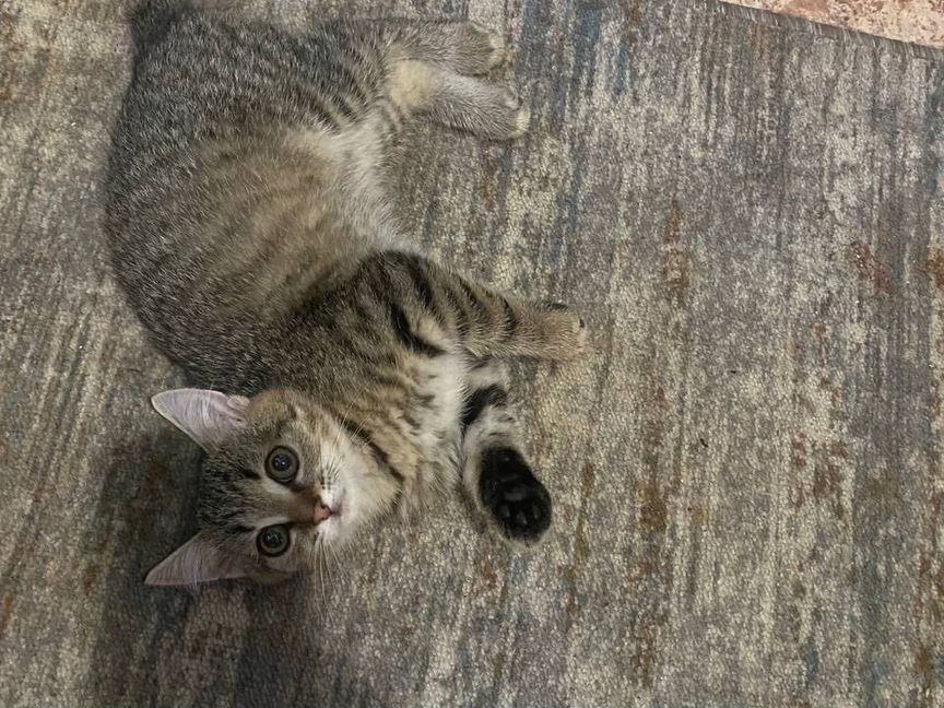 Котёнок