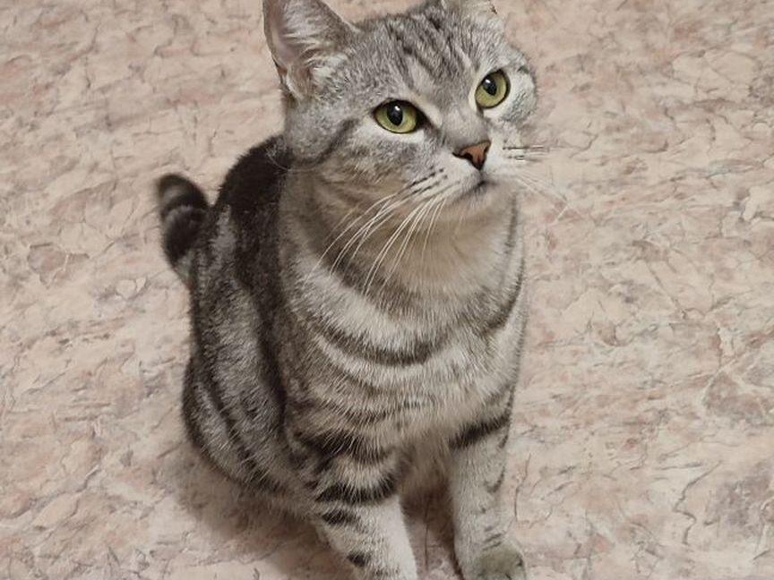 Шотландская прямоухая кошка