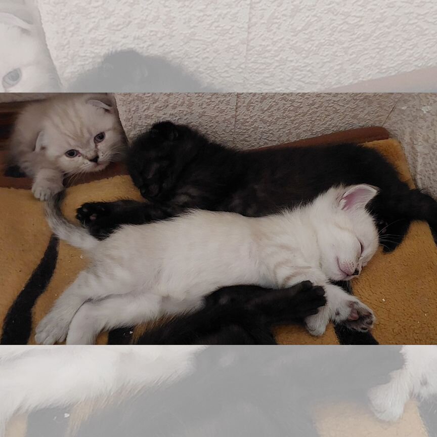 Шотландский вислоухий короткошёрстный котёнок