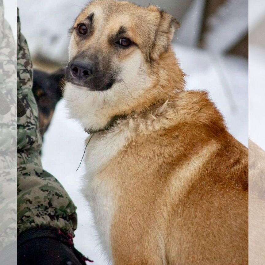 Красавица-собака Лисси ищет дом