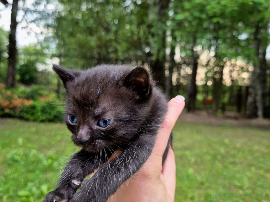 Чудо Котенок Мишенька ищет дом