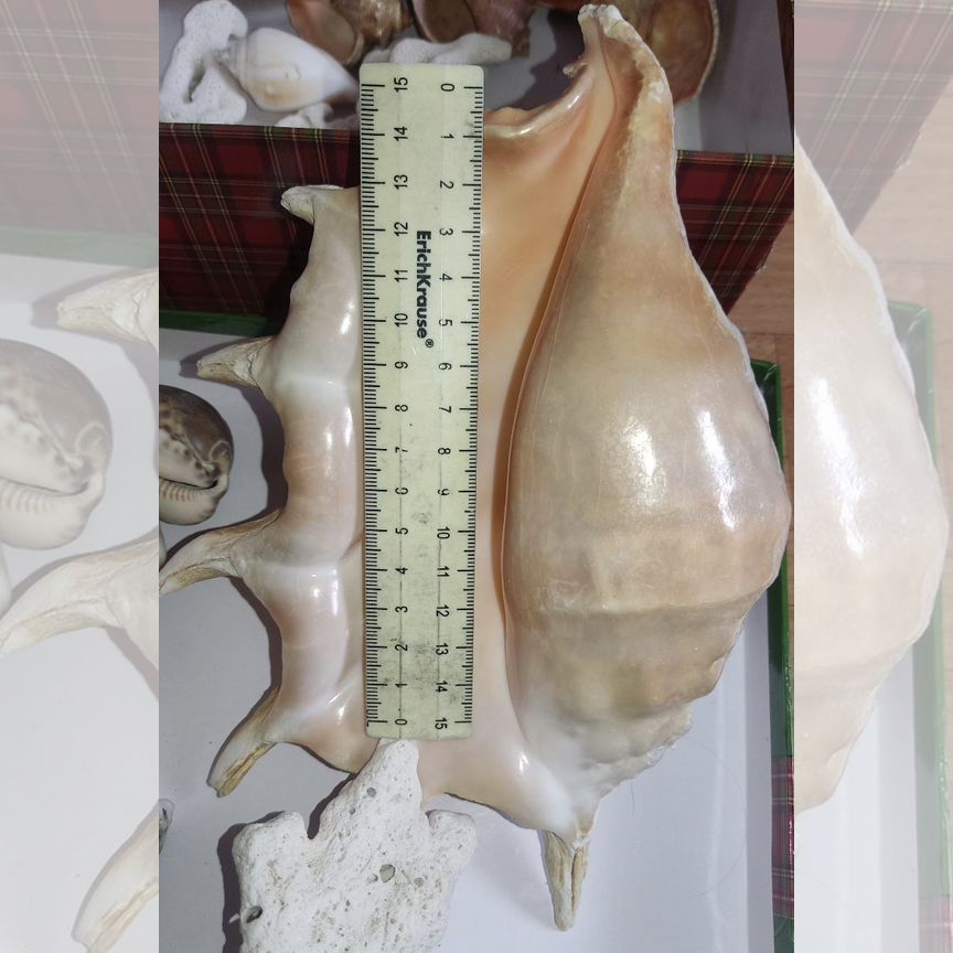 Ракушки кораллы натуральные морские
