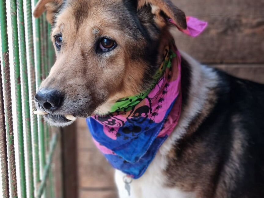 Добрая Зита ждет своего хозяина с большим сердцем