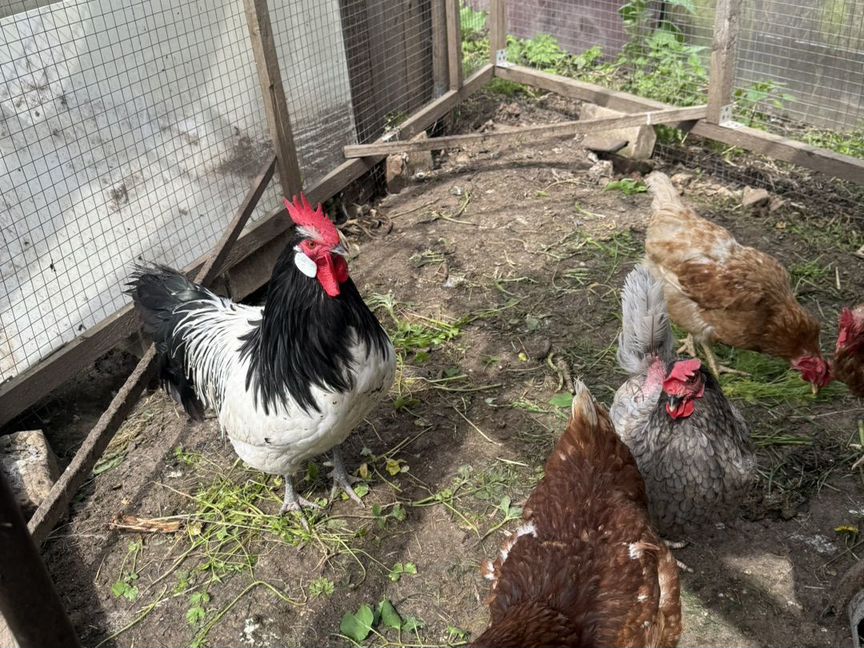 Петух лакенфельдер годовалый