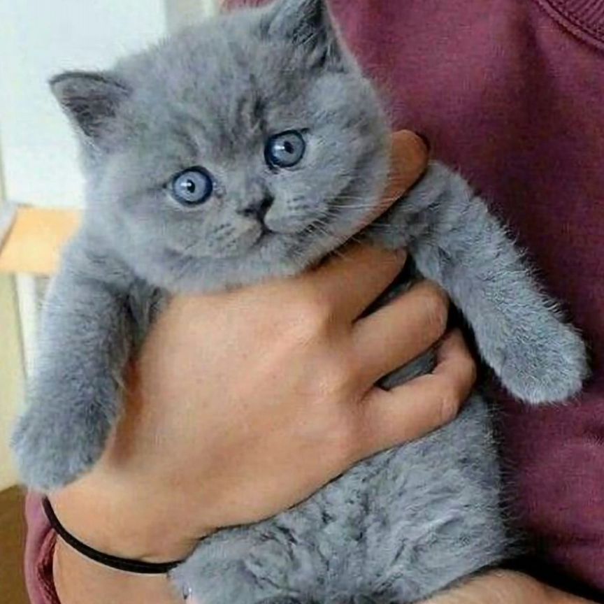 Элитные плюшевые мишки