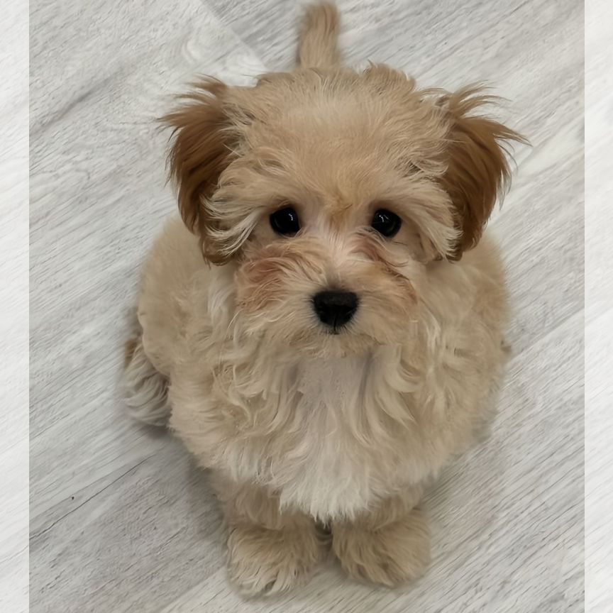 Мальтипу, щенок