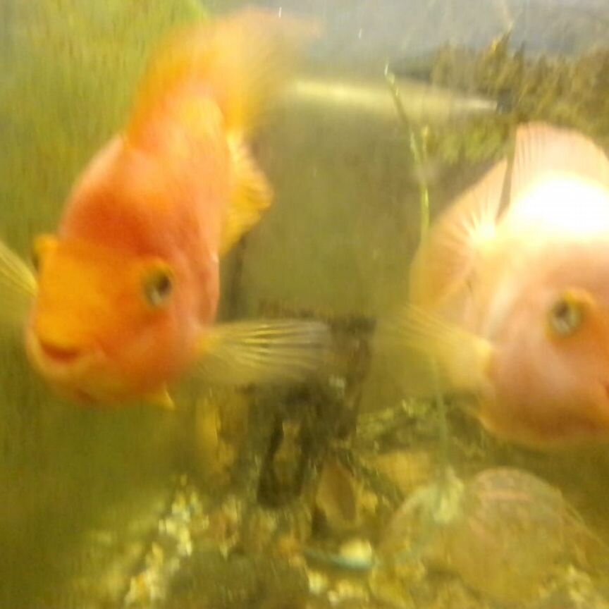 Живые рыбки