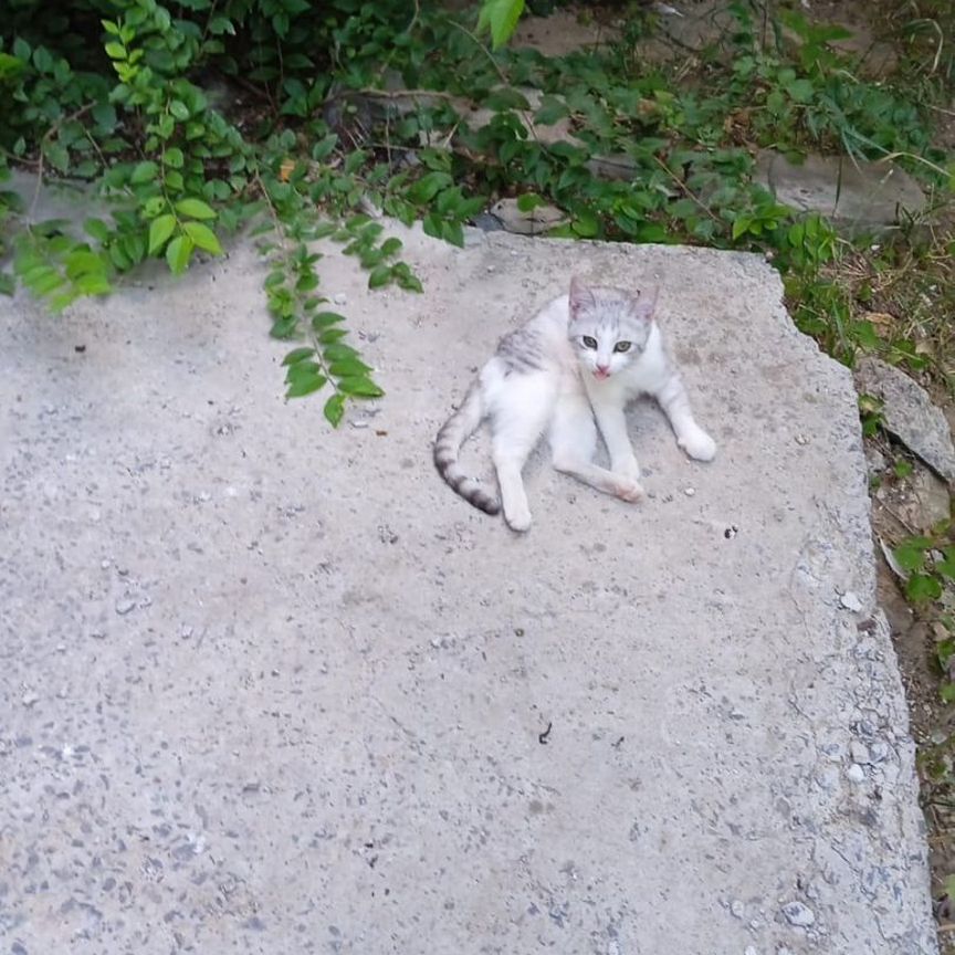 Кошка в добрые руки