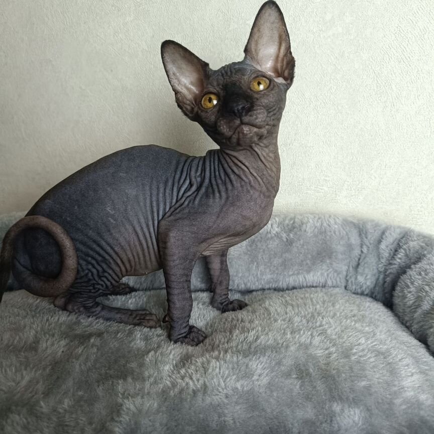 Канадский сфинкс