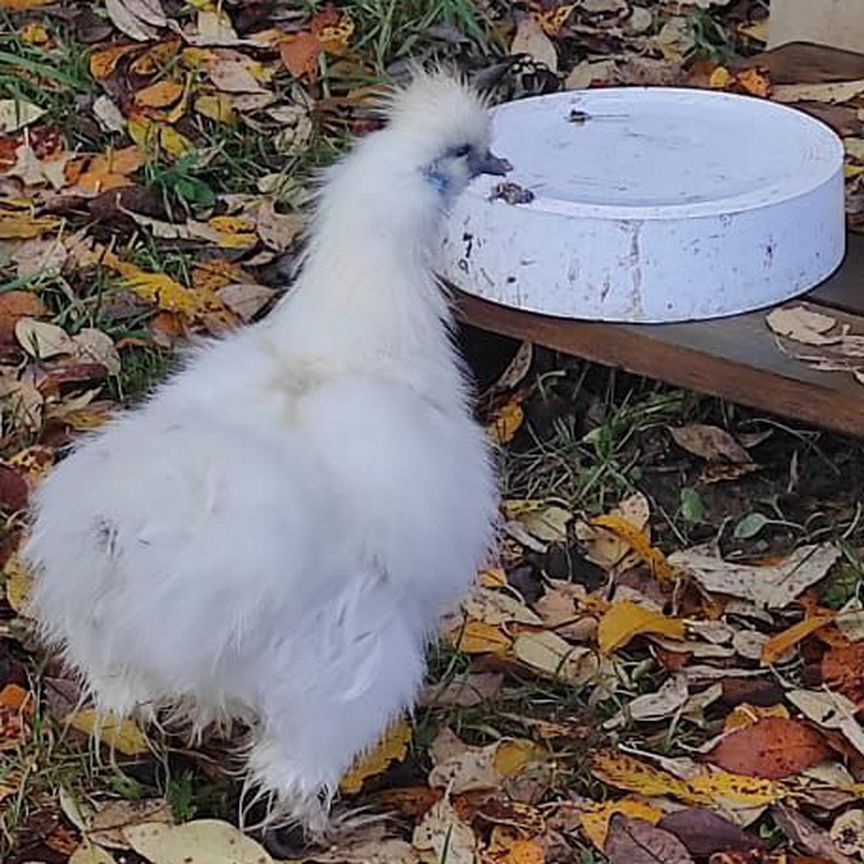 Петушок породы китайская шёлковая