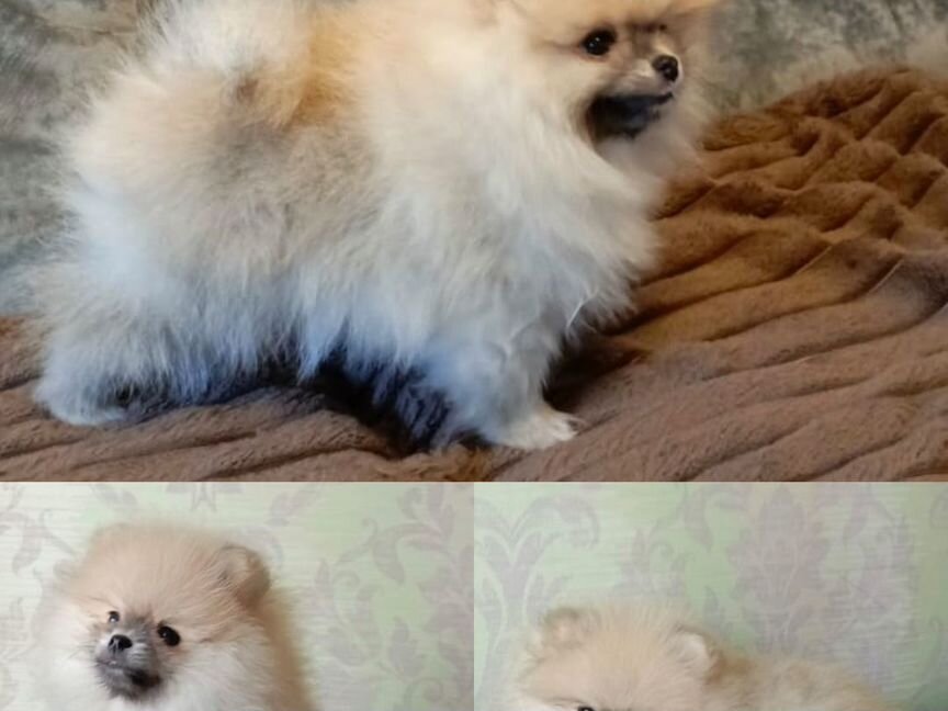 Померанский (той) шпиц