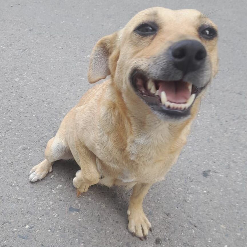 Умная собачка соня