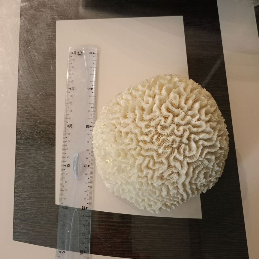 Морские кораллы