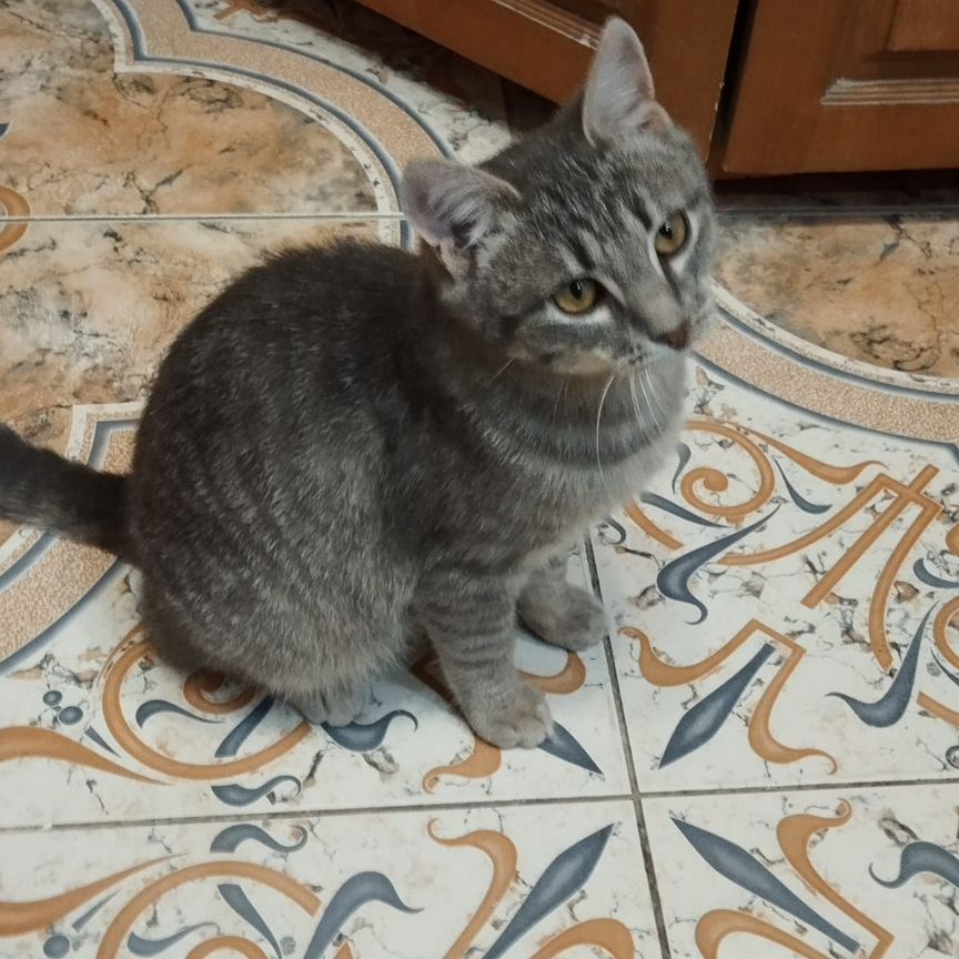 Сëмику 5 мес