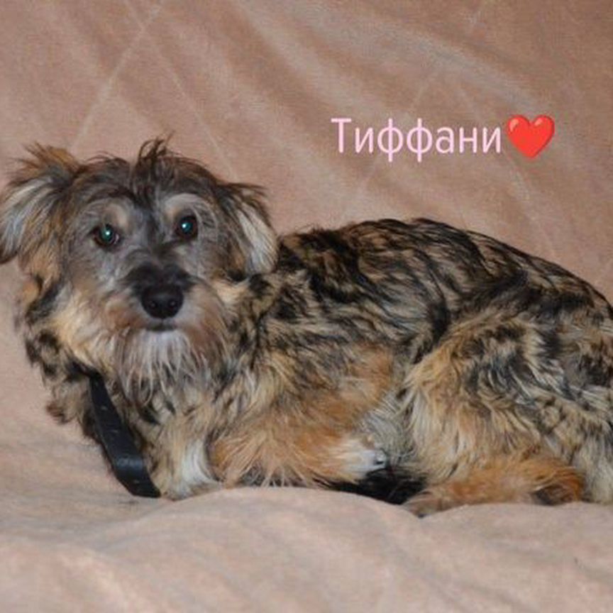Тиффани ищет дом