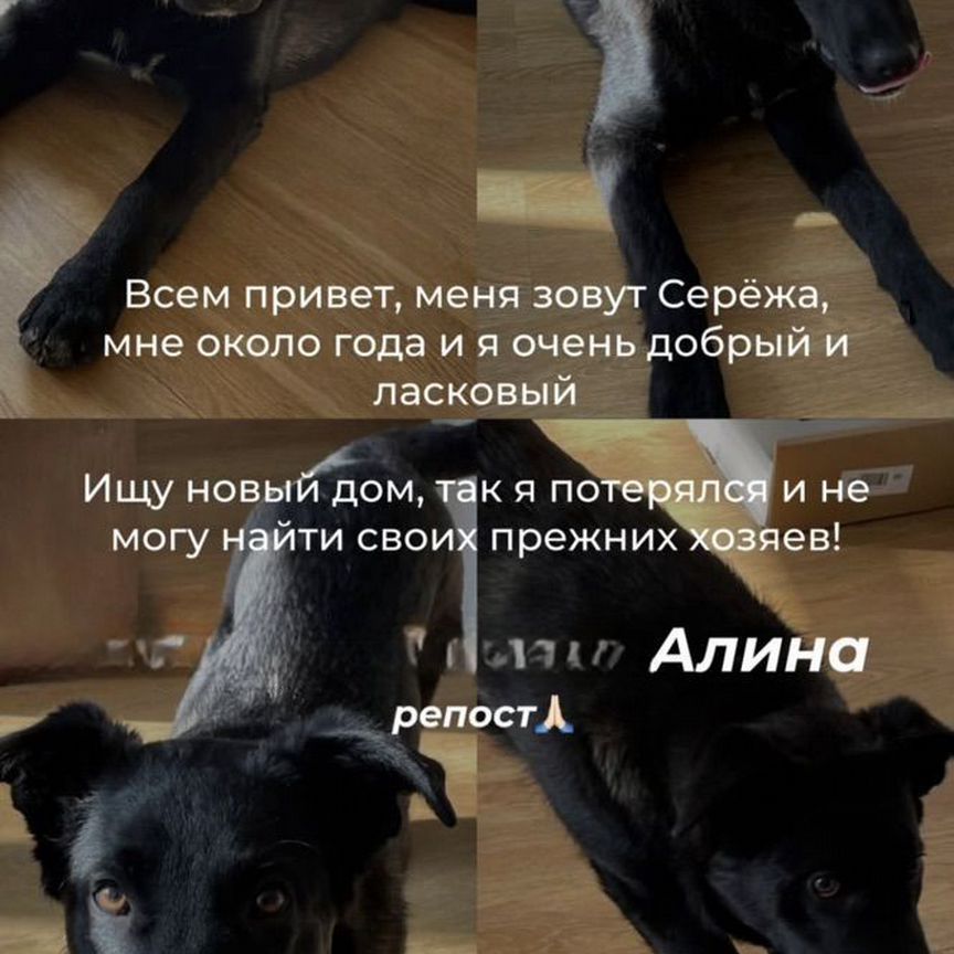 Ищем новый дом