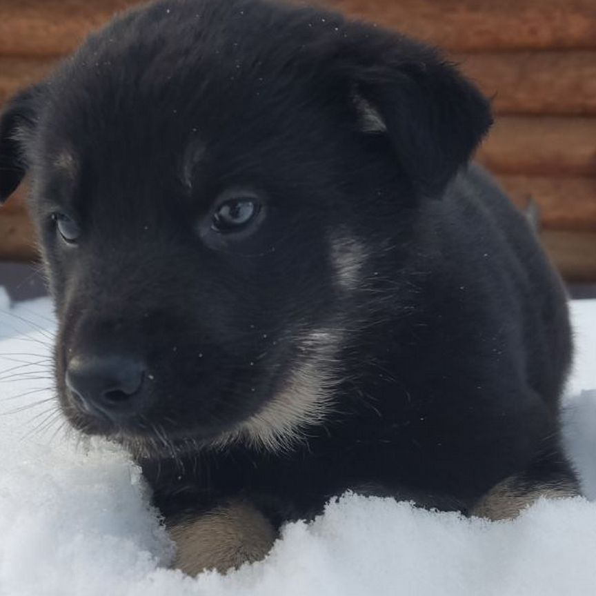 Немецкая овчарка, щенок