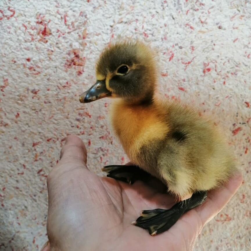 Утята голубого фаворита и стар 53