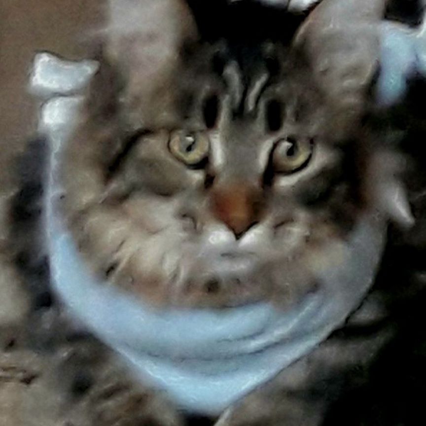 Ищем дом для бездомного котёнка