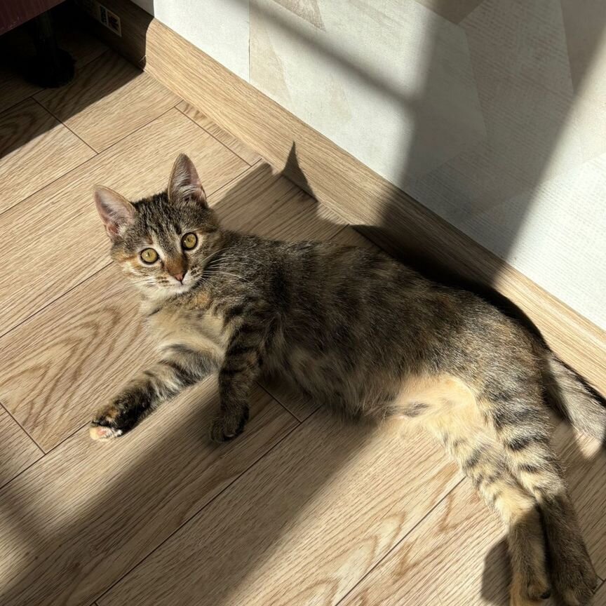 Кошечка Мия