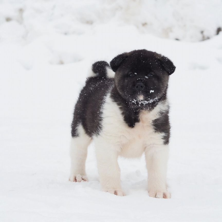 Щенки американской акиты
