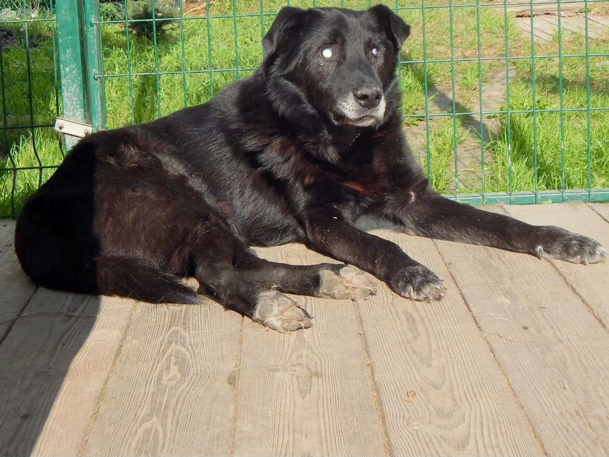 Слепому добродушному песику нужна передержка