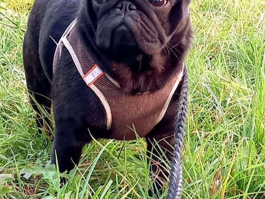 Мопс вязка мальчик